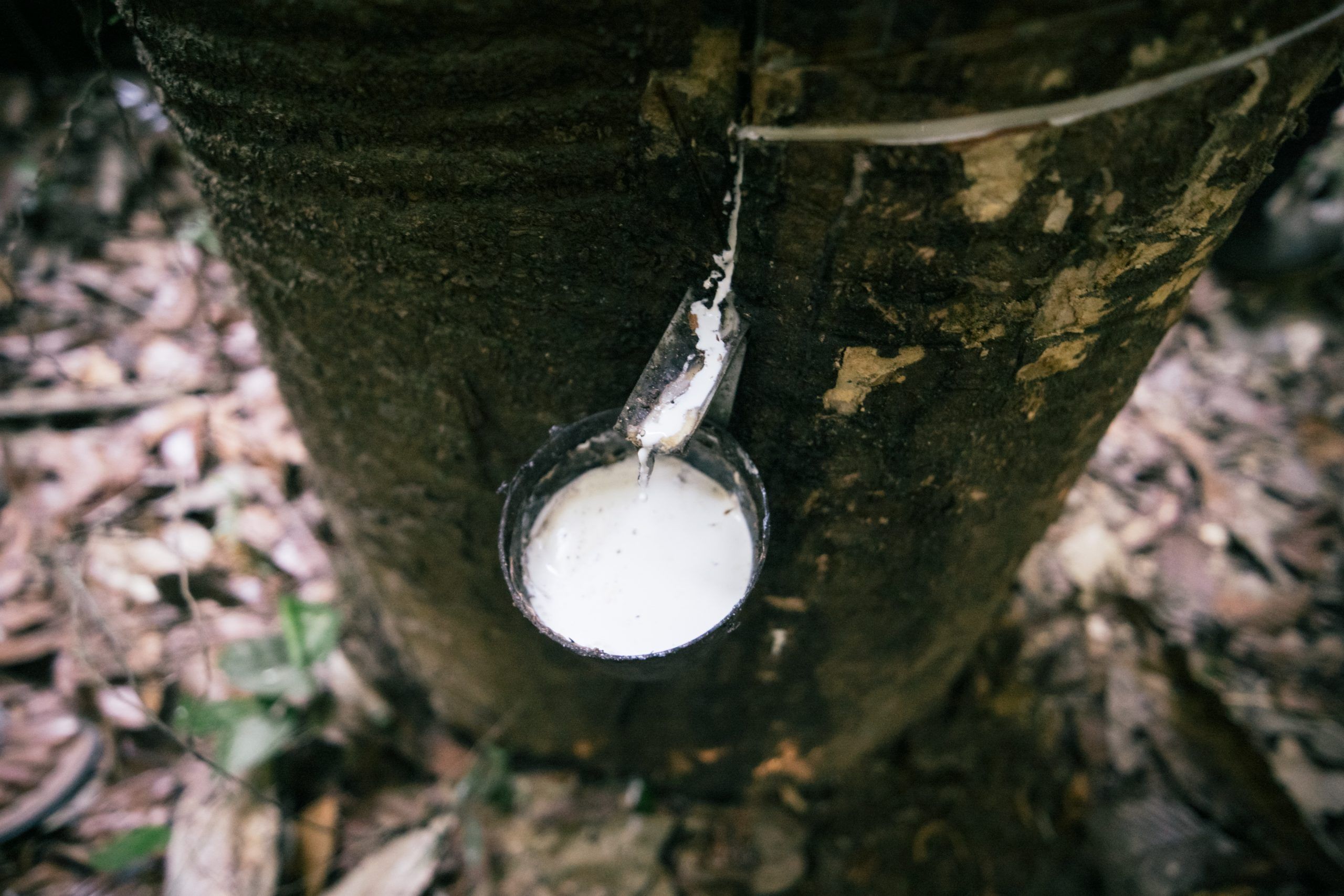 Manaus realiza o primeiro Grande Encontro Estadual do Extrativismo da ...