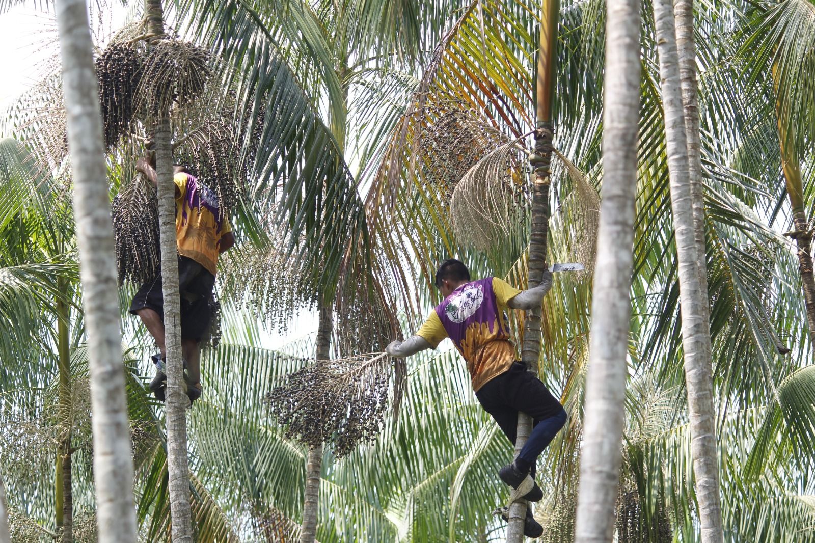 Programa Agro Amazonas fomenta a cadeia produtiva do açaí em Codajás